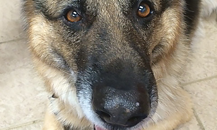 Narrowed Palpebral Fissure in a Dog | Clinician's Brief
