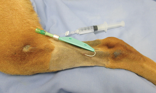 Blood Gas Analysis | Clinician's Brief