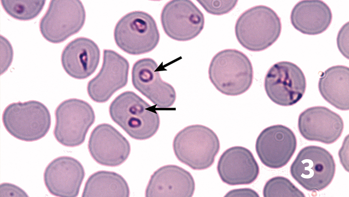 Top 5 Transplacental Parasitic Infections in Dogs | Clinician's Brief