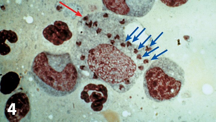 Top 5 Transplacental Parasitic Infections in Dogs | Clinician's Brief