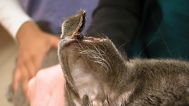 Top 5 Dermatoses Associated with Electromagnetic Radiation | Clinician ...