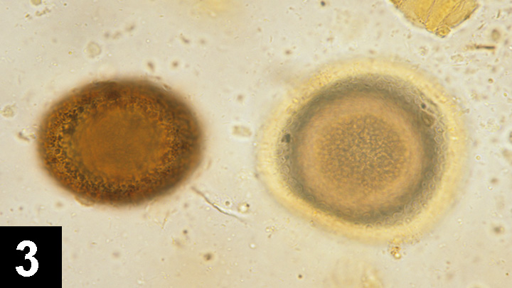 Unusual Fecal Parasite in a Dog | Clinician's Brief