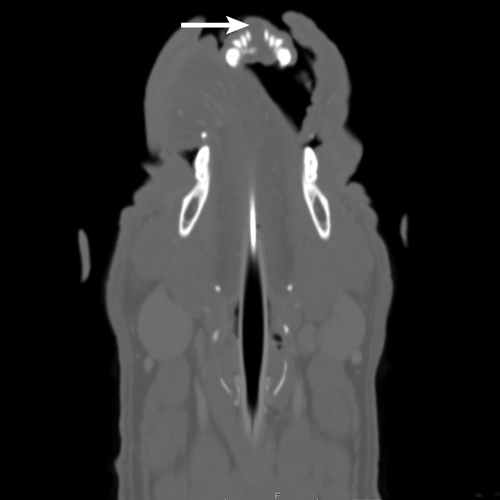 Rostral Mandibular Mass in a Dog | Clinician's Brief