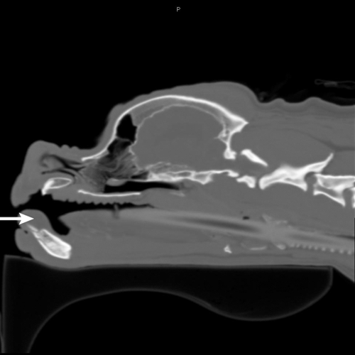 Rostral Mandibular Mass in a Dog | Clinician's Brief