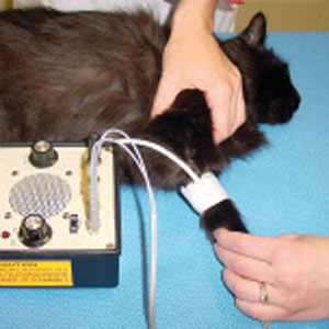 Feline Hypertension | Clinician's Brief