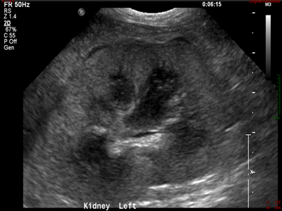 Weakness & Anorexia in a Reclusive Cat | Clinician's Brief