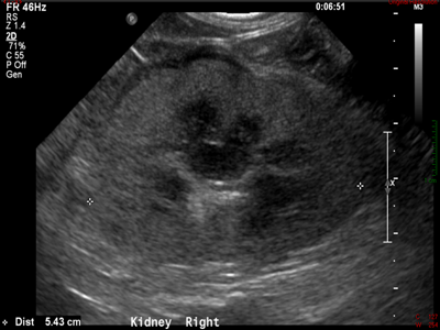 Weakness & Anorexia in a Reclusive Cat | Clinician's Brief