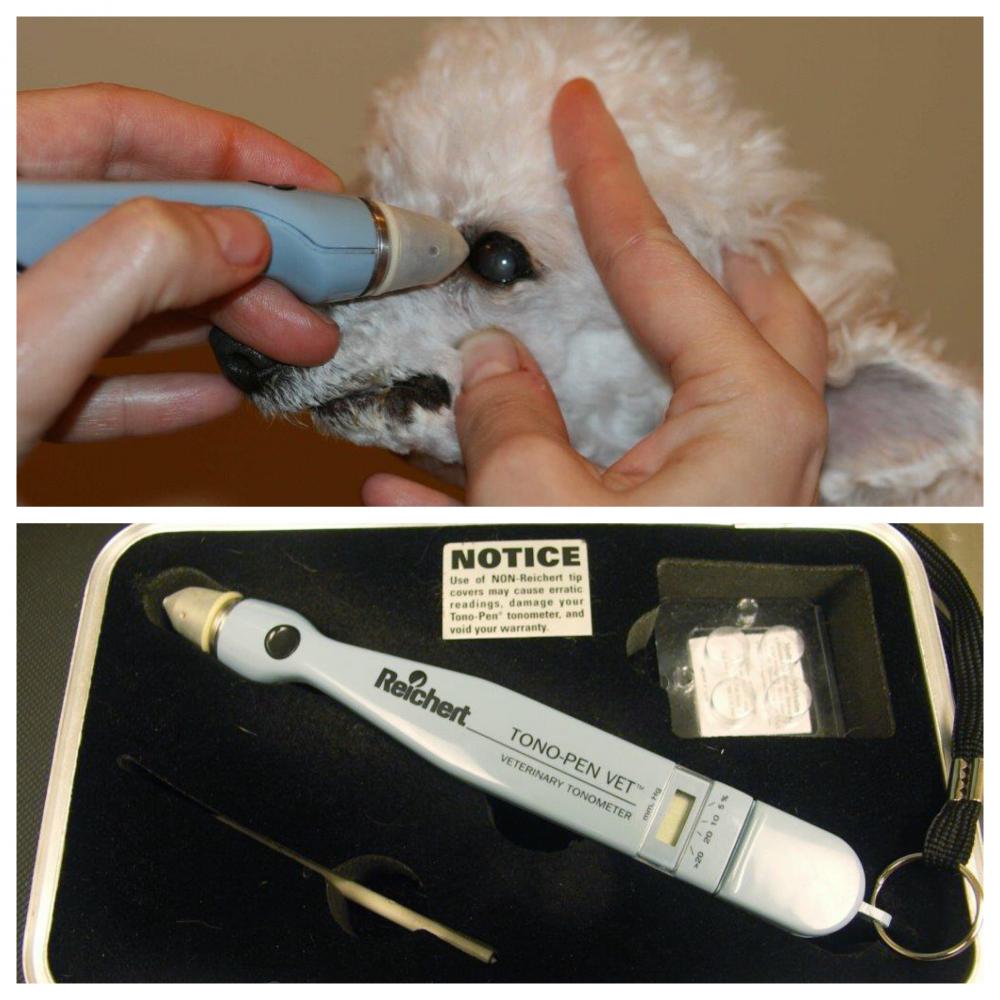 Proper Intraocular Pressure Measurement | Clinician's Brief