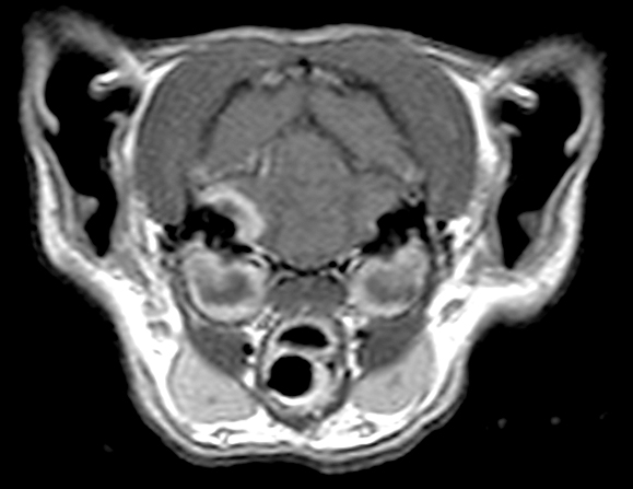 Top 5 Antibiotics for Neurologic Infections in Dogs | Clinician's Brief