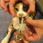 Bronchoalveolar Lavage Fluid Collection Using a Blind Technique ...