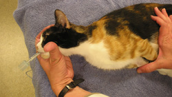 Bronchoalveolar Lavage Fluid Collection Using a Blind Technique ...