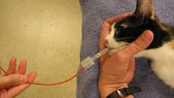 Bronchoalveolar Lavage Fluid Collection Using a Blind Technique ...