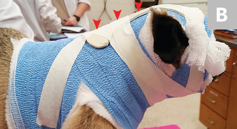 Vertebral Fractures & Luxations in Dogs & Cats | Clinician's Brief