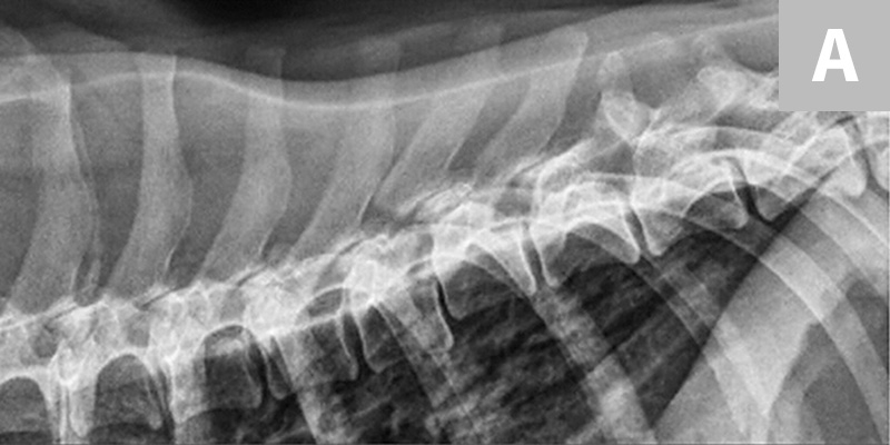 Vertebral Fractures & Luxations in Dogs & Cats | Clinician's Brief