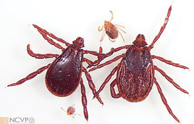 Brown Dog Ticks Increasingly Difficult to Control with Traditional ...
