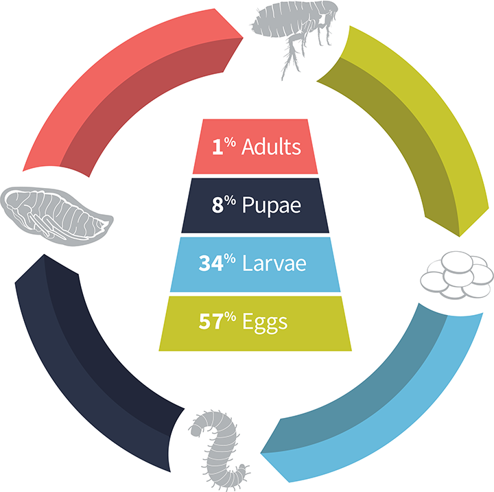 The Biting Facts About Fleas | Clinician's Brief