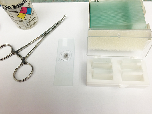 Trichograms | Clinician's Brief