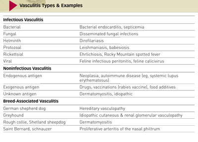 Acute Onset of Skin Lesions in a Dog | Clinician's Brief