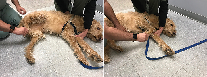 Neurologic Examination | Clinician's Brief