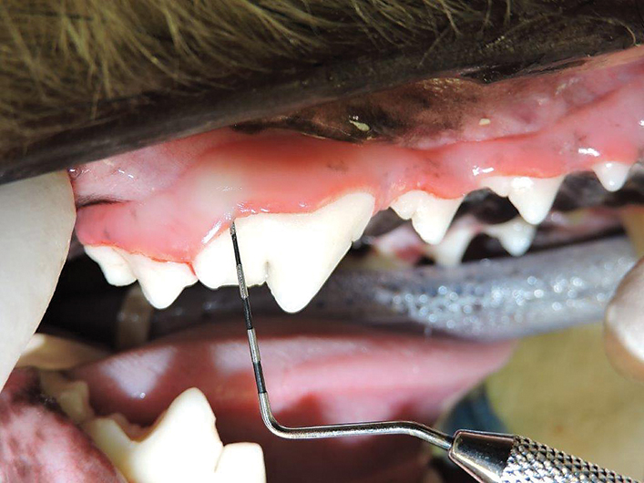 Periodontal Disease: Alternatives to Extraction | Clinician's Brief