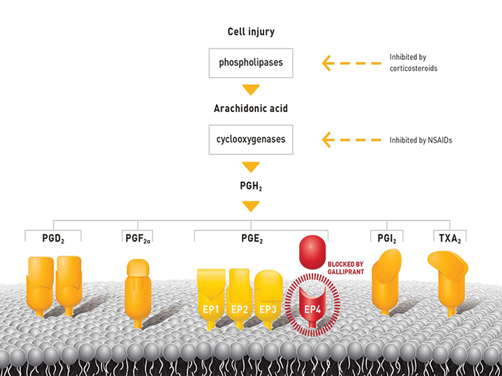 Gallilprant for arthritis and hip dysplasia in senior dog : r/AskVet