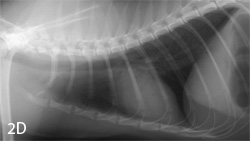 Interpreting Small Animal Thoracic Radiographs | Clinician's Brief