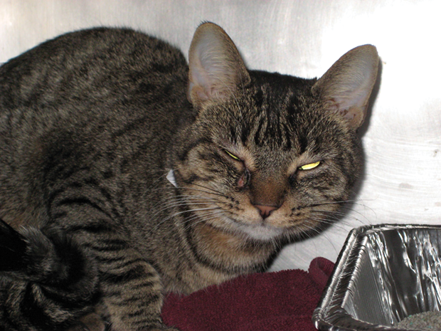 Feline Corneal Sequestra | Clinician's Brief