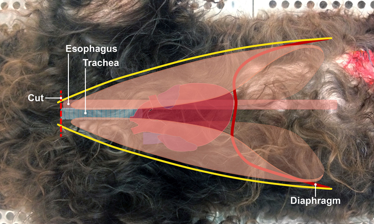 Image Gallery: Autopsy for the General Practitioner | Clinician's Brief