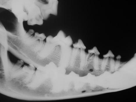 Traditional Radiography Versus Oral Radiography | Clinician's Brief