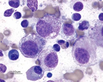 Ear Mass in a Dog | Clinician's Brief
