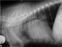 Chronic Valvular Disease in the Dog | Clinician's Brief
