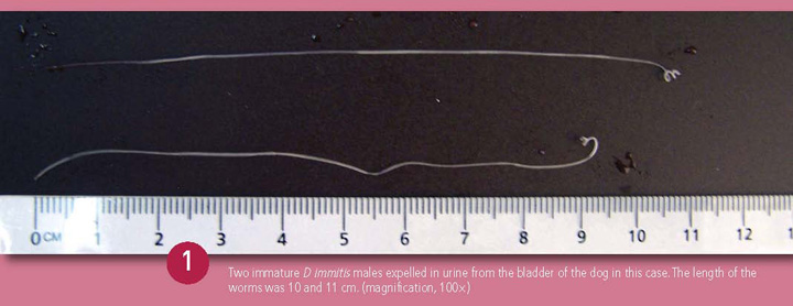Worms Found During Bladder Expression | Clinician's Brief