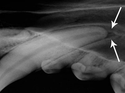 Veterinary Dental Teleradiology | Clinician's Brief