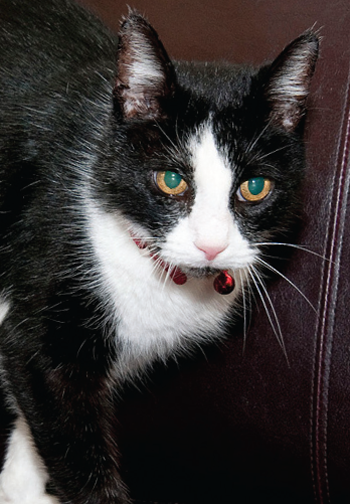 When T4 Values are Normal | Clinician's Brief