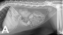 Stranguria in a Siamese Cat | Clinician's Brief