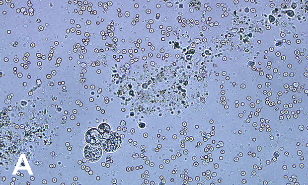 Stranguria in a Siamese Cat | Clinician's Brief