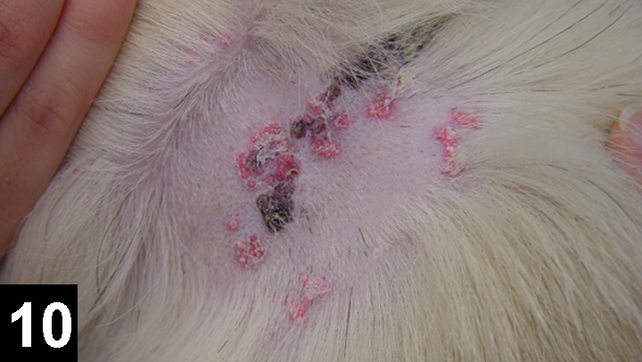 Scaling & Crusting Skin Disease | Clinician's Brief