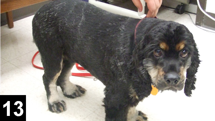 Scaling & Crusting Skin Disease | Clinician's Brief