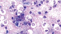 Vulvar Discharge in the Bitch | Clinician's Brief