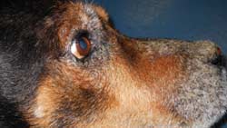 Canine Pemphigus Foliaceus | Clinician's Brief