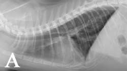 Coughing Cat: Could It Be Heartworm? | Clinician's Brief