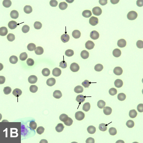 Feline Cytauxzoonosis: Fatal Infection | Clinician's Brief