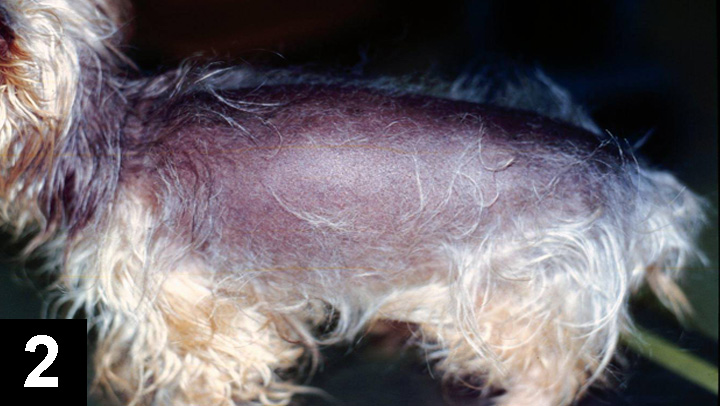 Skin Clues to Canine Endocrine Disease | Clinician's Brief