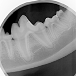 Extraction of the Mandibular First Molar in a Dog | Clinician's Brief