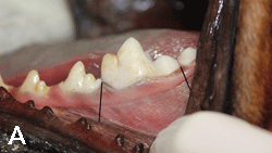 Extraction of the Mandibular First Molar in a Dog | Clinician's Brief