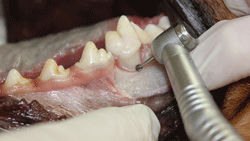 Extraction of the Mandibular First Molar in a Dog | Clinician's Brief