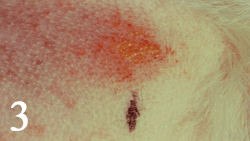 A Case of Mysterious Itching | Clinician's Brief