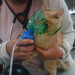 Aerosol Therapy in Dogs & Cats | Clinician's Brief