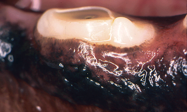 Tooth Resorption in Dogs | Clinician's Brief