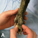 Orthopedic Examination of the Forelimb in the Dog | Clinician's Brief